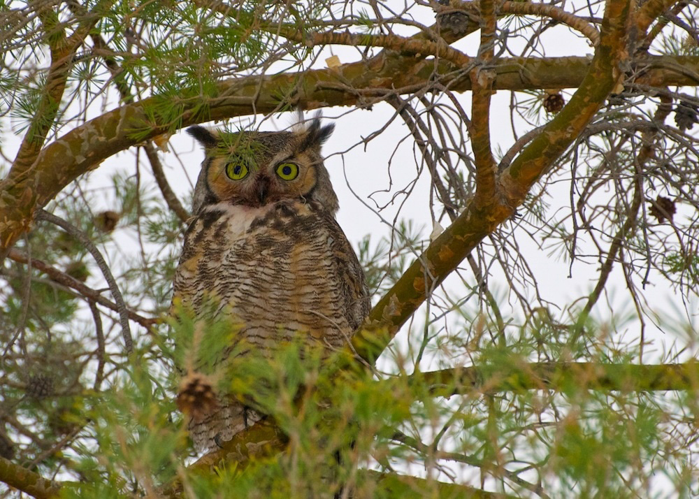 apa_2012_24875_194785_joliegordon_great_horned_owl_kk_1.jpg | Audubon ...