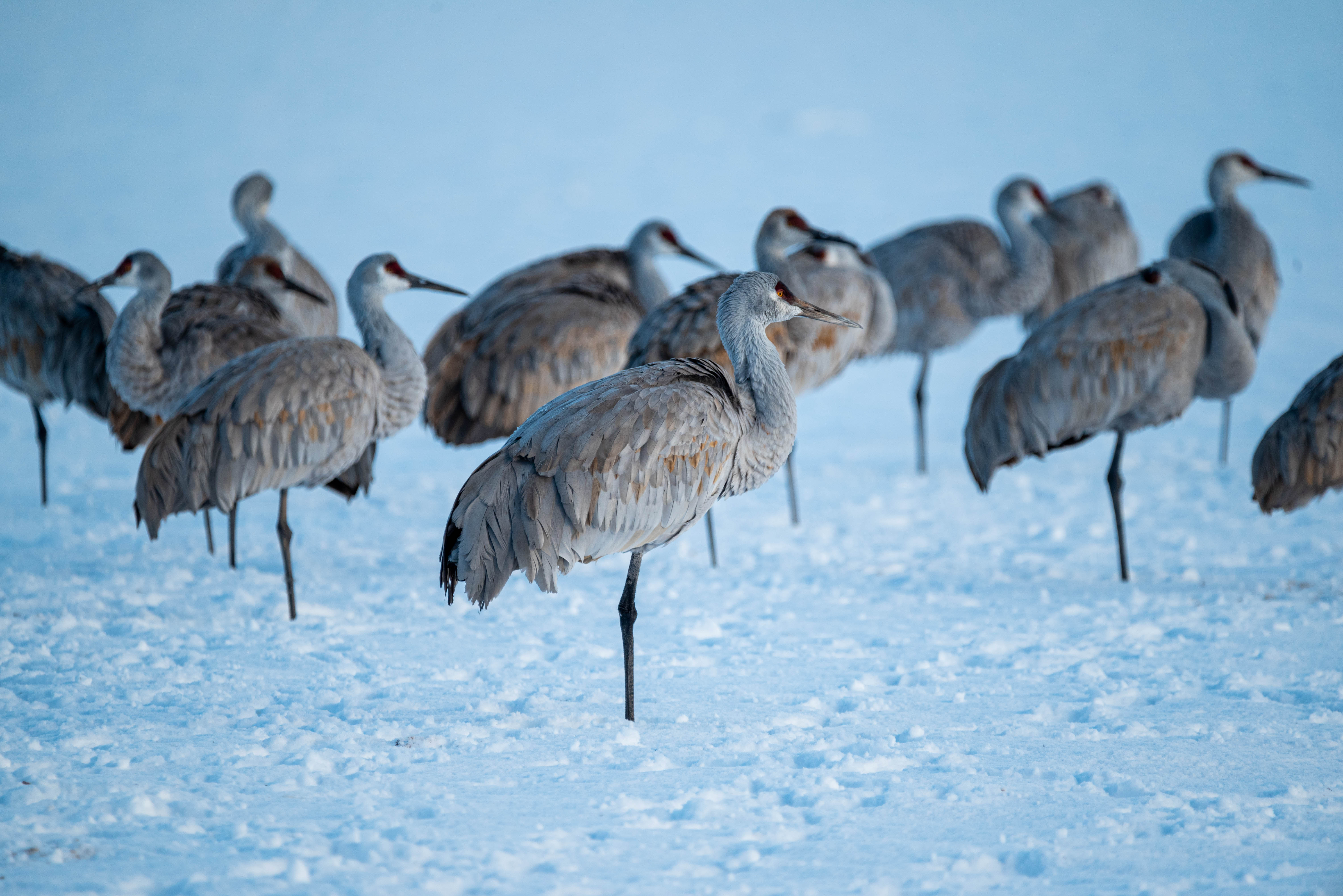 ptashjian.cranes_snow1_003.jpg | Audubon Southwest