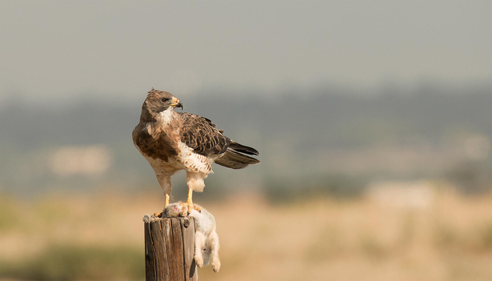 Bird of the Month: Swainson’s Hawk (Buteo swainsoni) | Audubon Southwest